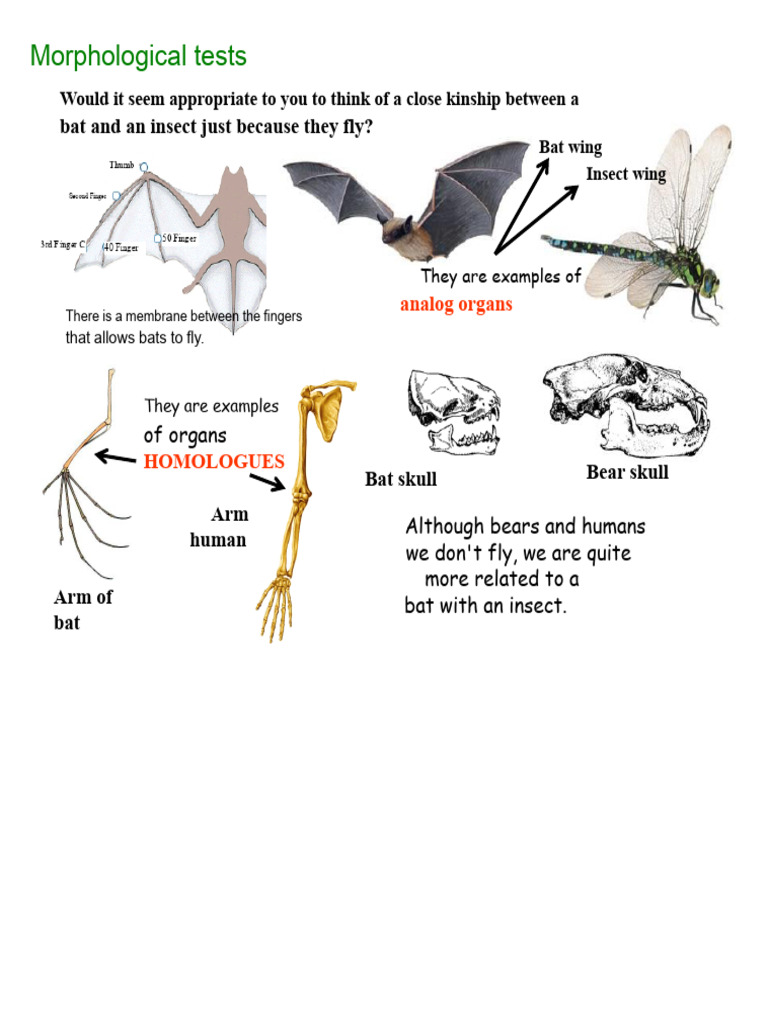 evolution 1 | PDF | Evolution | Homology (Biology)