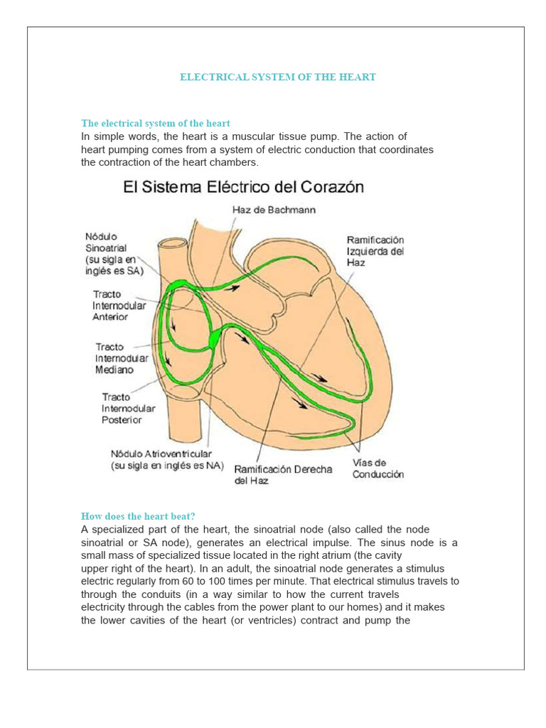 electrical system of the heart | PDF | Heart | Atrium (Heart)