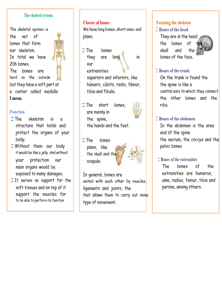 The Triptych Skeletal System | PDF | Skeleton | Bone