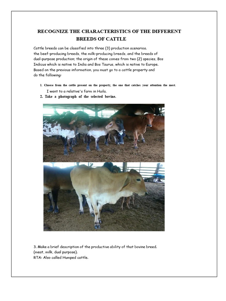 Recognize The Characteristics of Different Breeds of Cattle | PDF