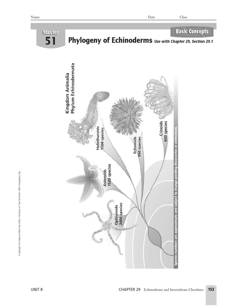 Phylogeny of Echinoderms | PDF
