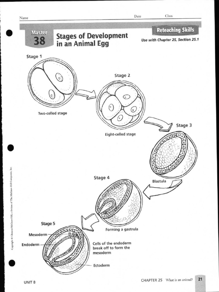 Animal Egg Development Stages | PDF