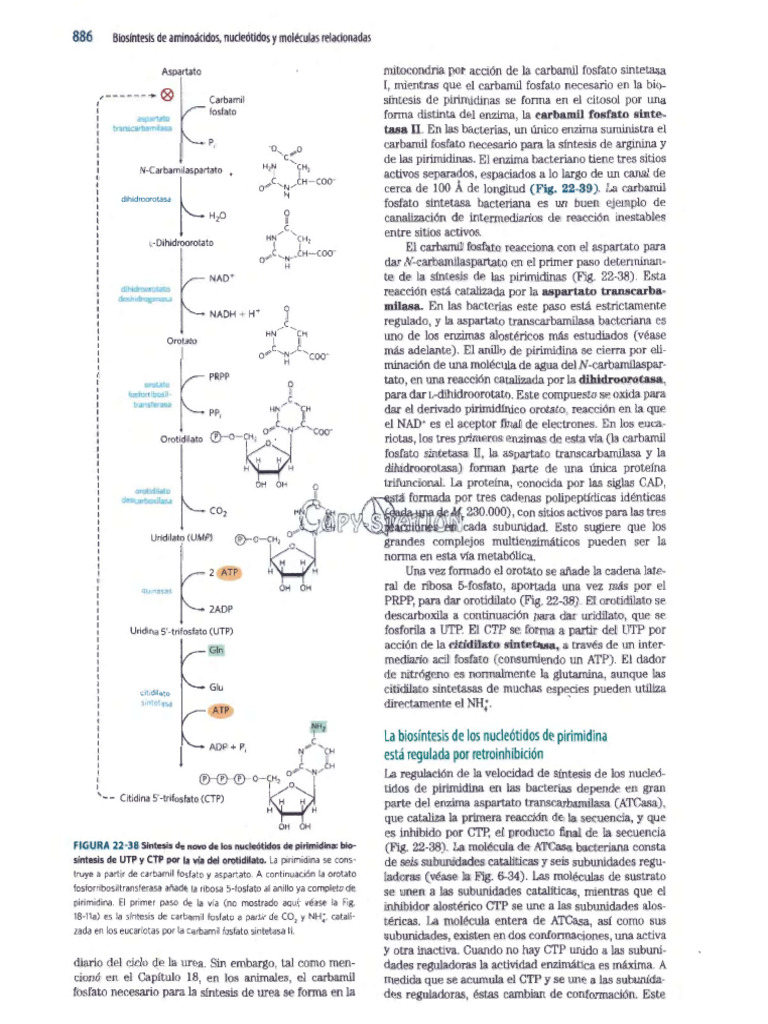 Bibliografia Clase 11 | PDF | Biosíntesis | Enzima