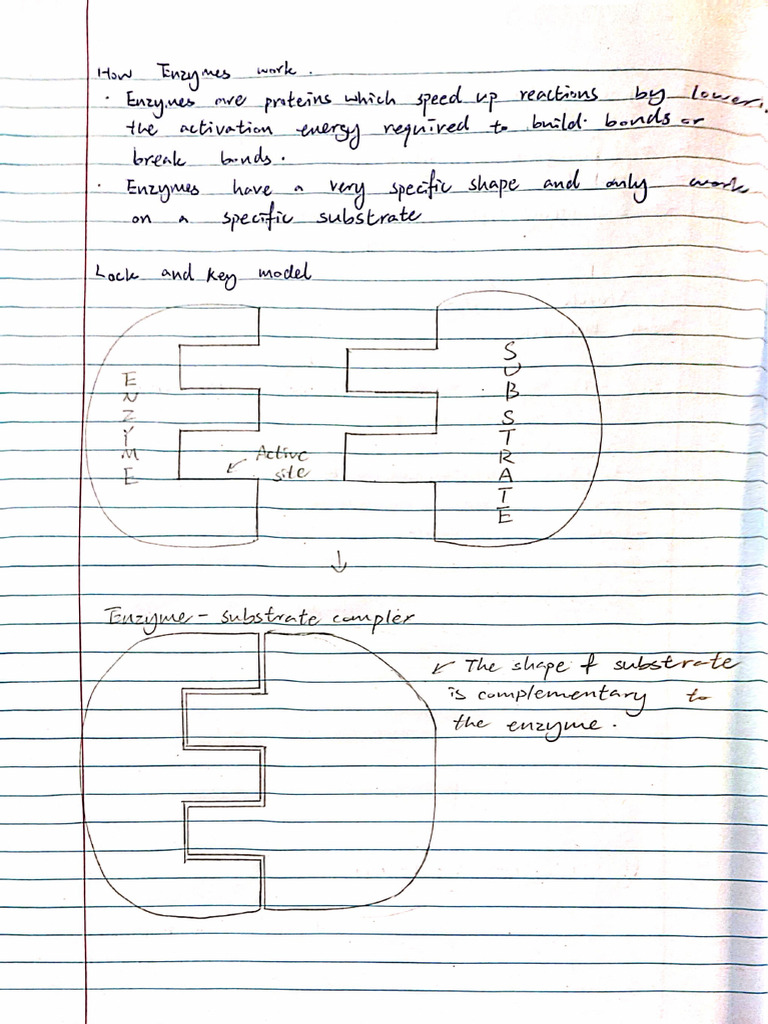 Edexcel Igcse Bio Notes | PDF