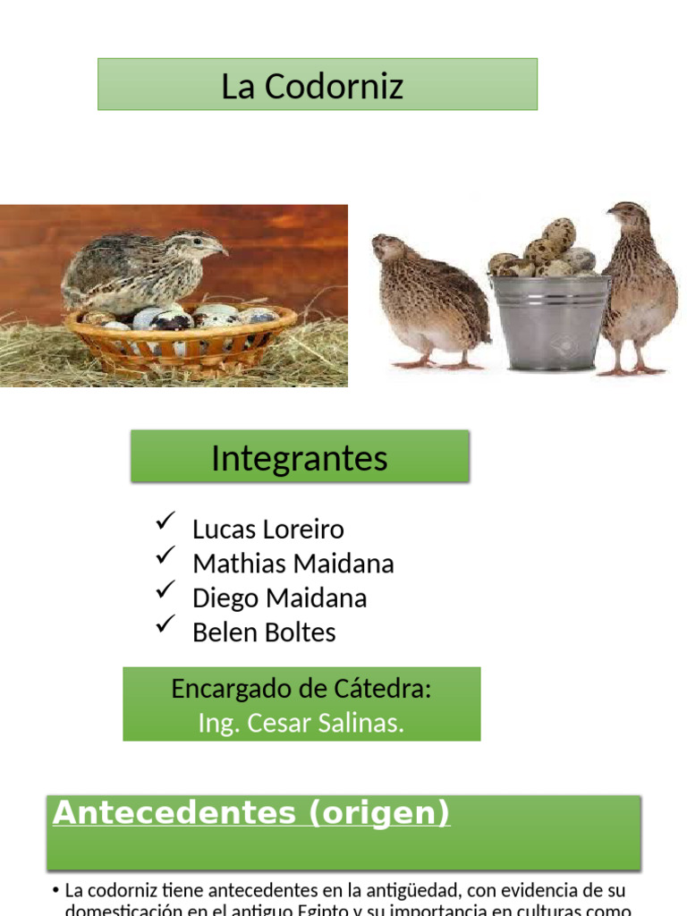 Guía Completa sobre la Cría de Codornices | PDF | Alimentos | Vacunas