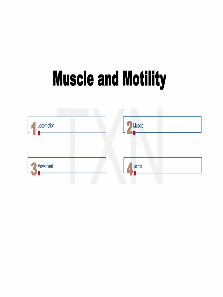 B3.3 Muscle and Motility | PDF