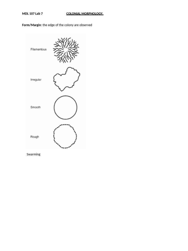 Lab #7 - Colony Morphology | PDF
