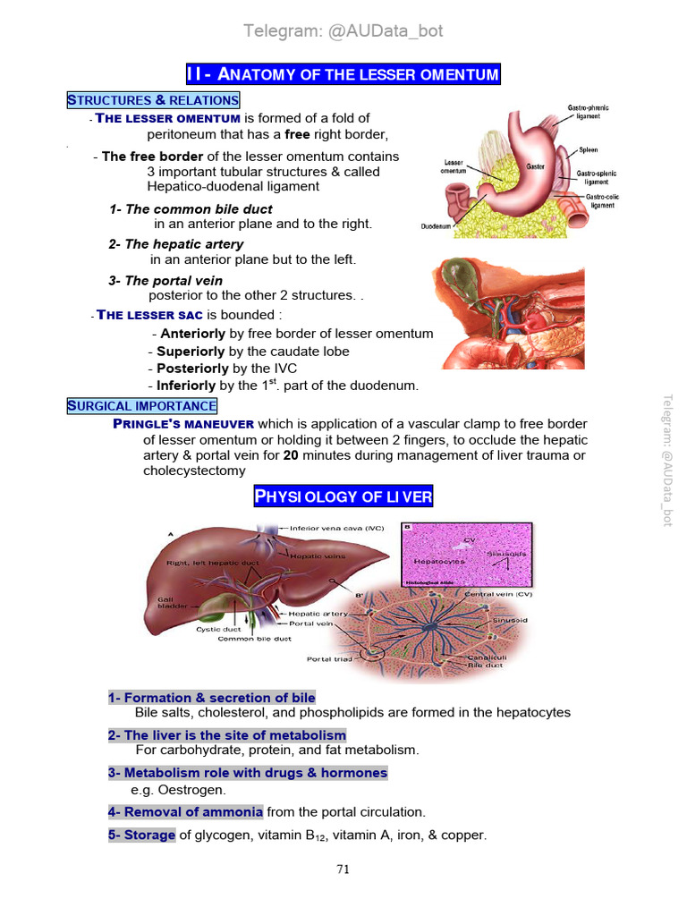 Anatomy and Function of the Lesser Omentum | PDF