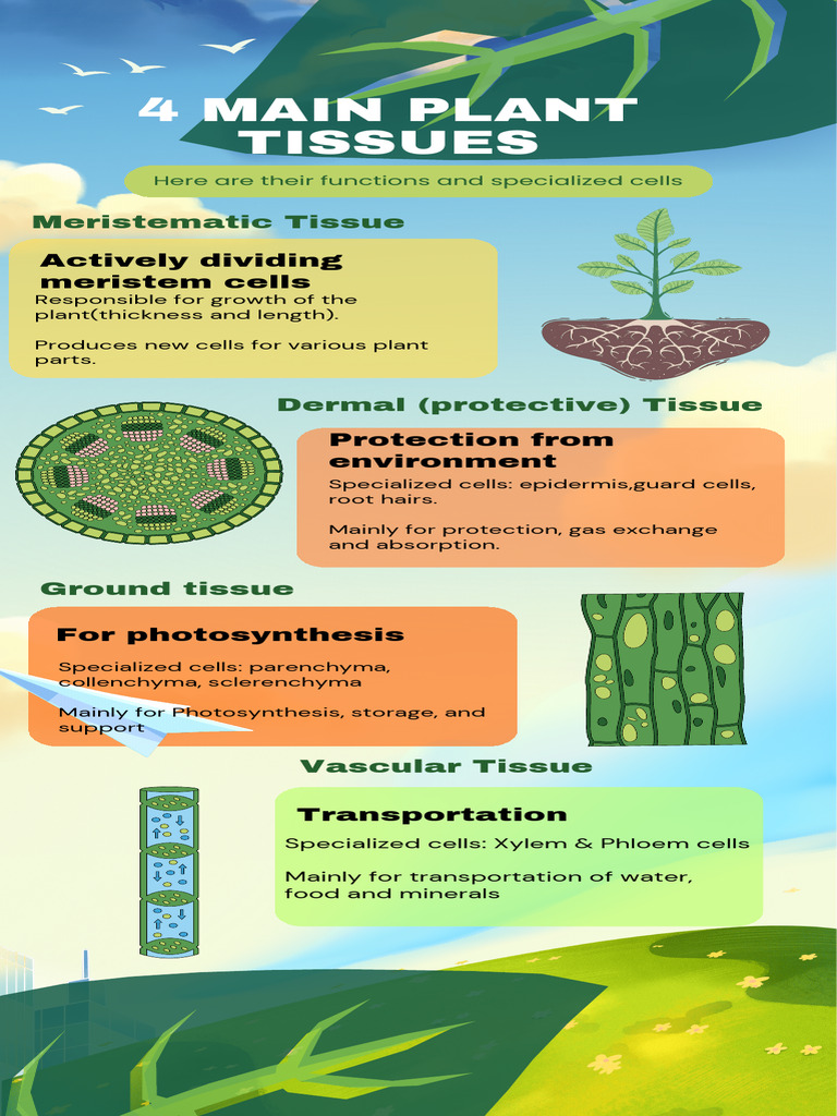 4 Main Plant Tissue - 20251125 - 122259 - 0000 | PDF