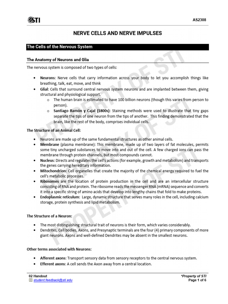 02 Handout | PDF | Action Potential | Neuron