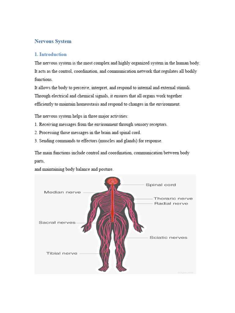 Overview of the Human Nervous System | PDF | Central Nervous System ...