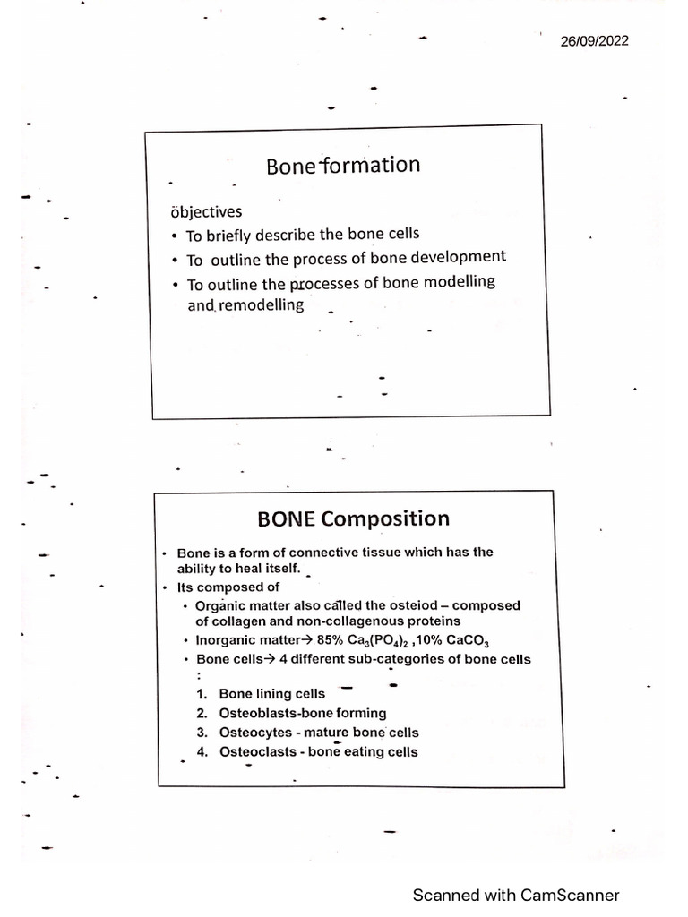 Bone Formation | PDF