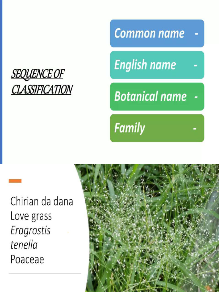 Weed Identification | PDF
