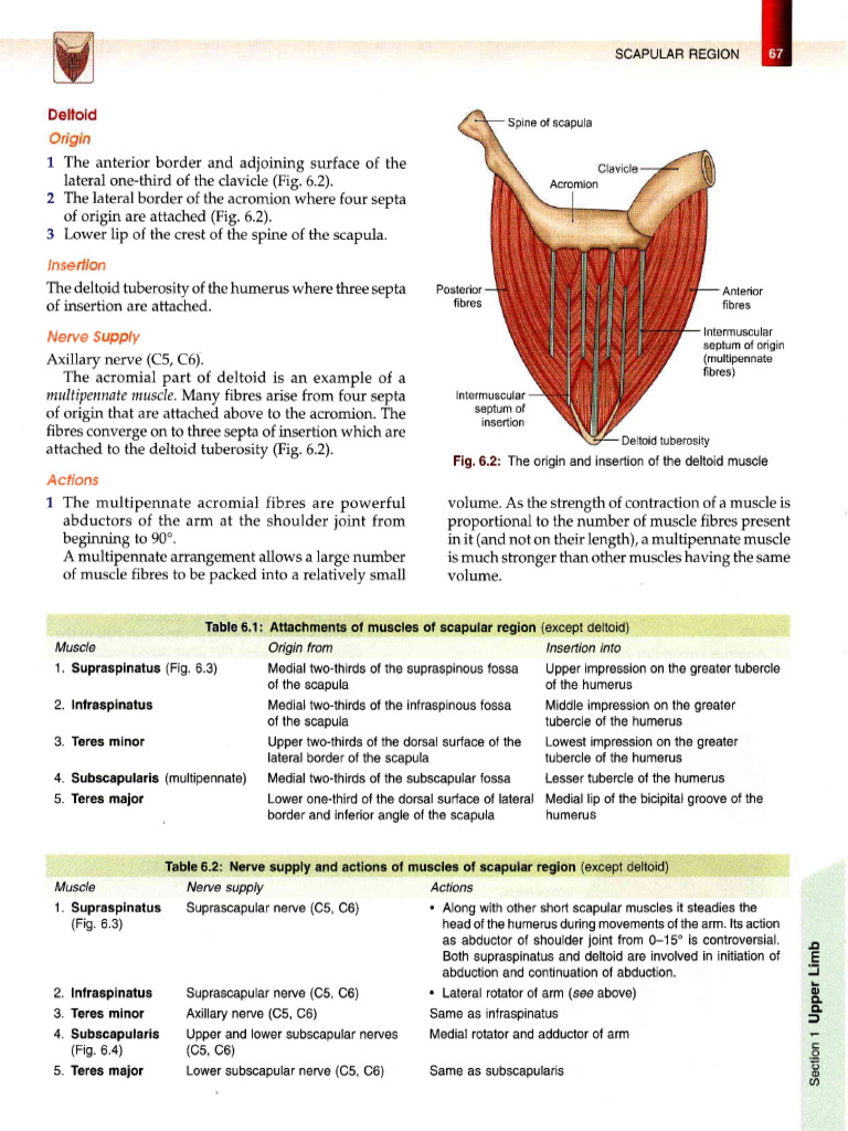 BDC_Anatomy, Volume 1 - Upper Limb Thorax, 6th Edition-72-73 | PDF ...