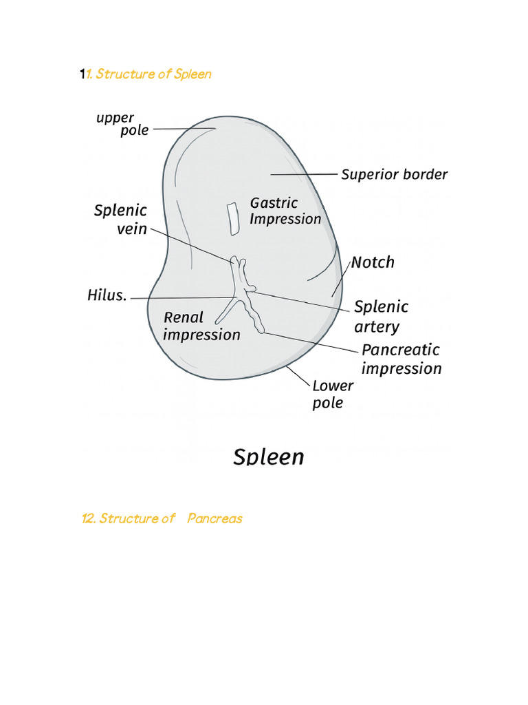Structure of Spleen | PDF