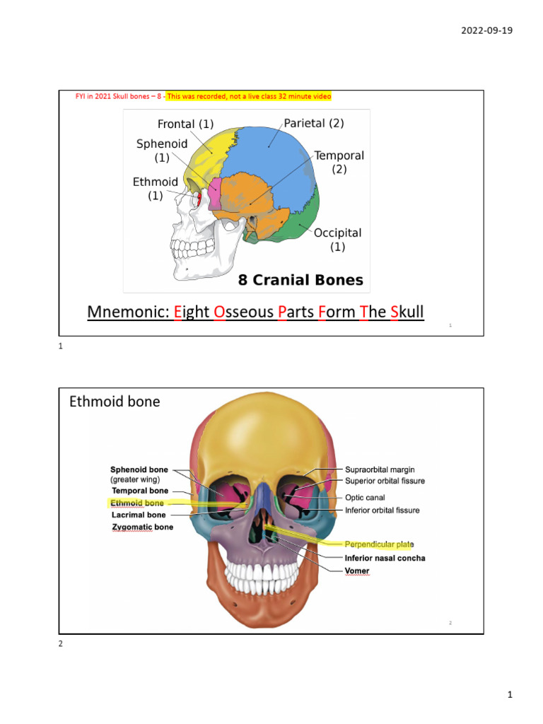 Skull Anatomy: Eight Bone Mnemonics | PDF | Skull | Human Head And Neck