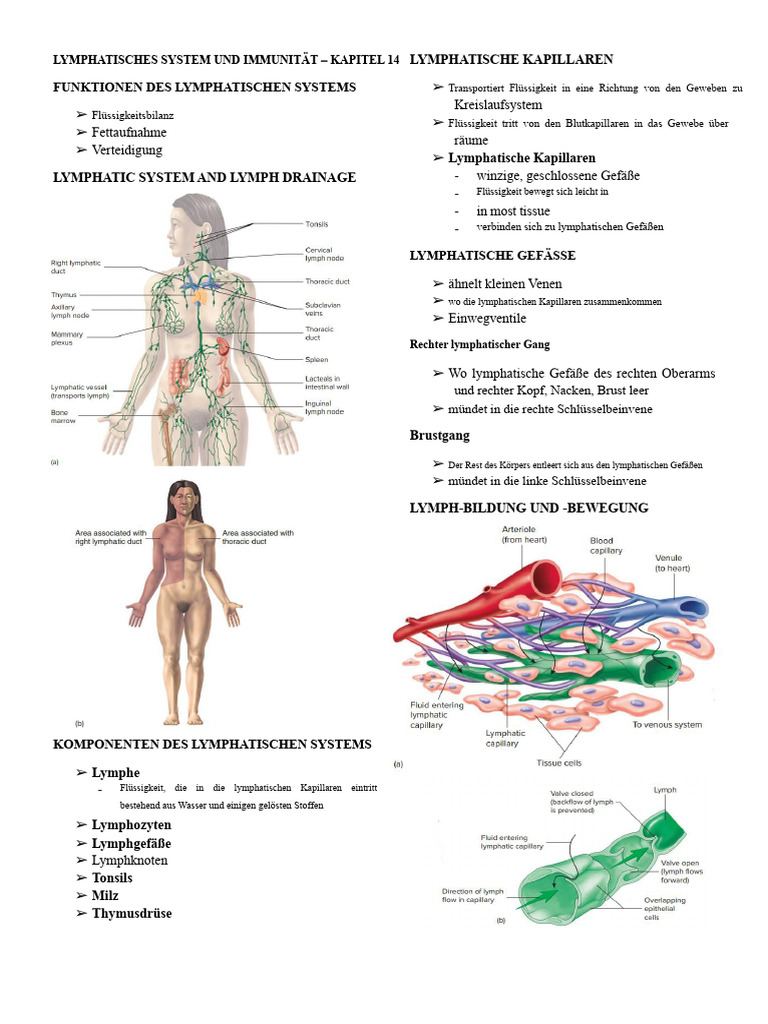 LYMPHATISCHES SYSTEM UND IMMUNITÄT_SEELEYS NOTIZEN | PDF