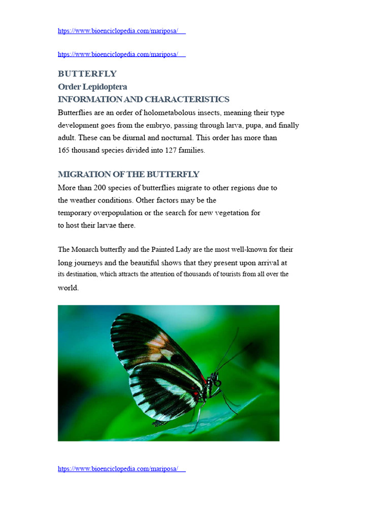 butterfly, https://www.bioenciclopedia.com/butterfly/ | PDF | Butterfly ...