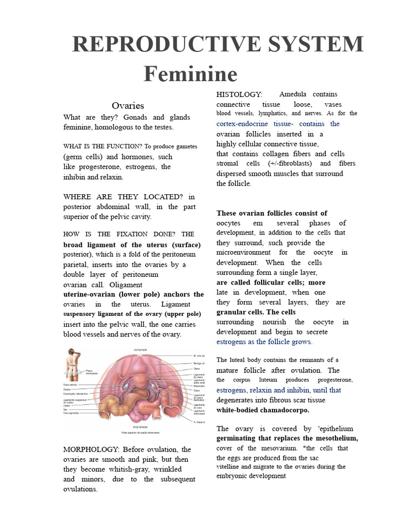 Overview of the Female Reproductive System | PDF | Ovary | Uterus