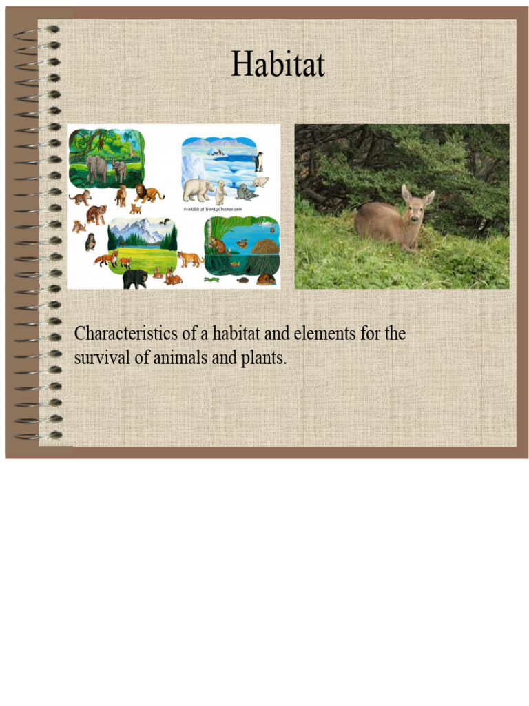 Habitat 2nd grade May 13 | PDF | Habitat | Desert