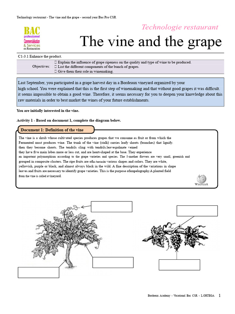 THE_VINE_AND_THE_GRAPE_student-5 | PDF | Wine | Grape