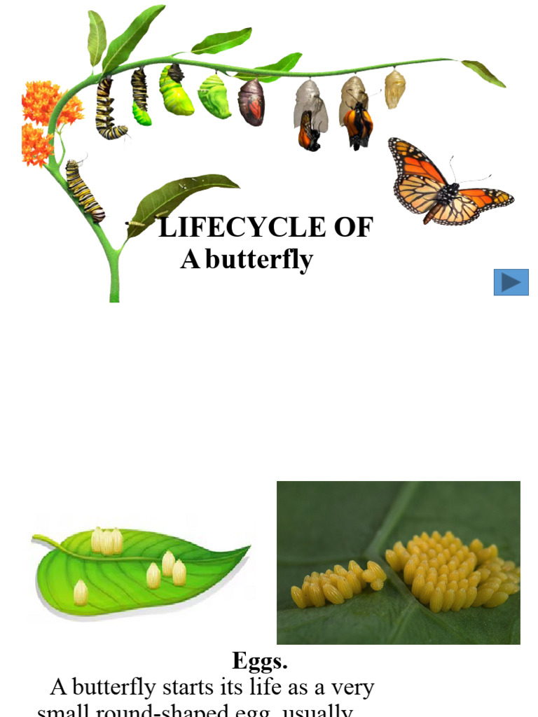 Life Cycle of a Butterfly | PDF