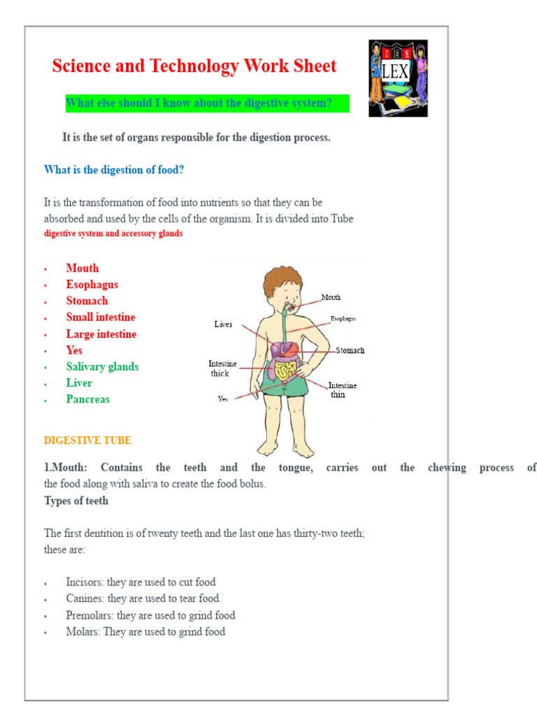 Worksheet On Science and Technology - The Digestive System - 4TH Grade ...