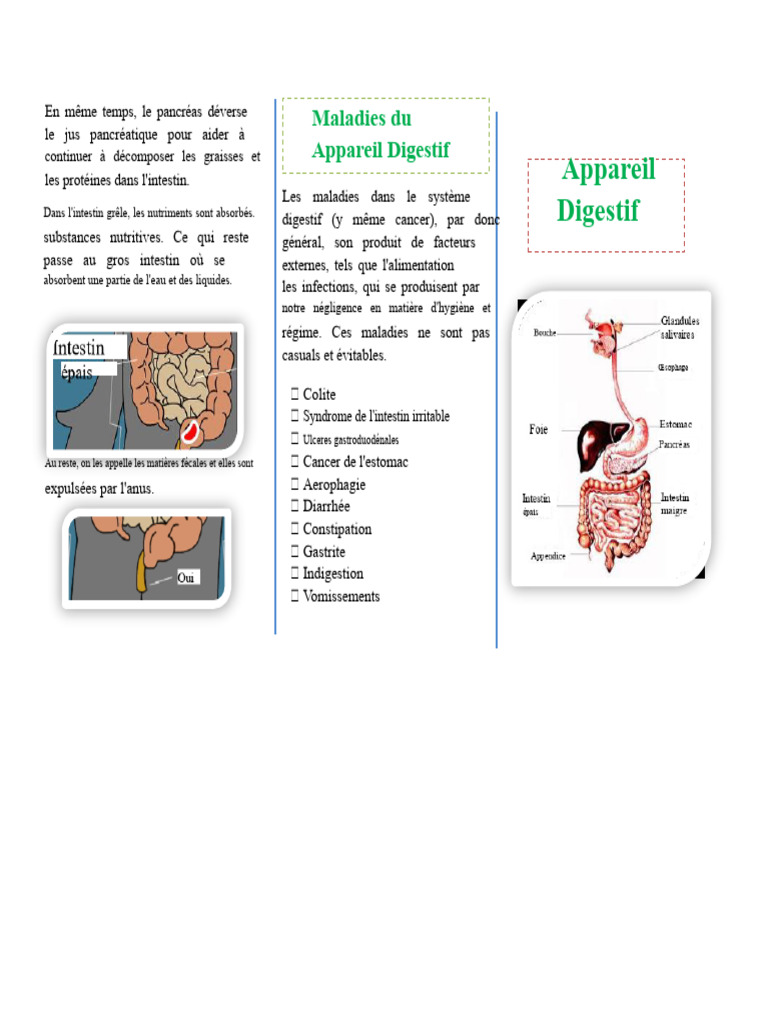 Comprendre le Système Digestif Humain | PDF | Tractus gastro-intestinal ...