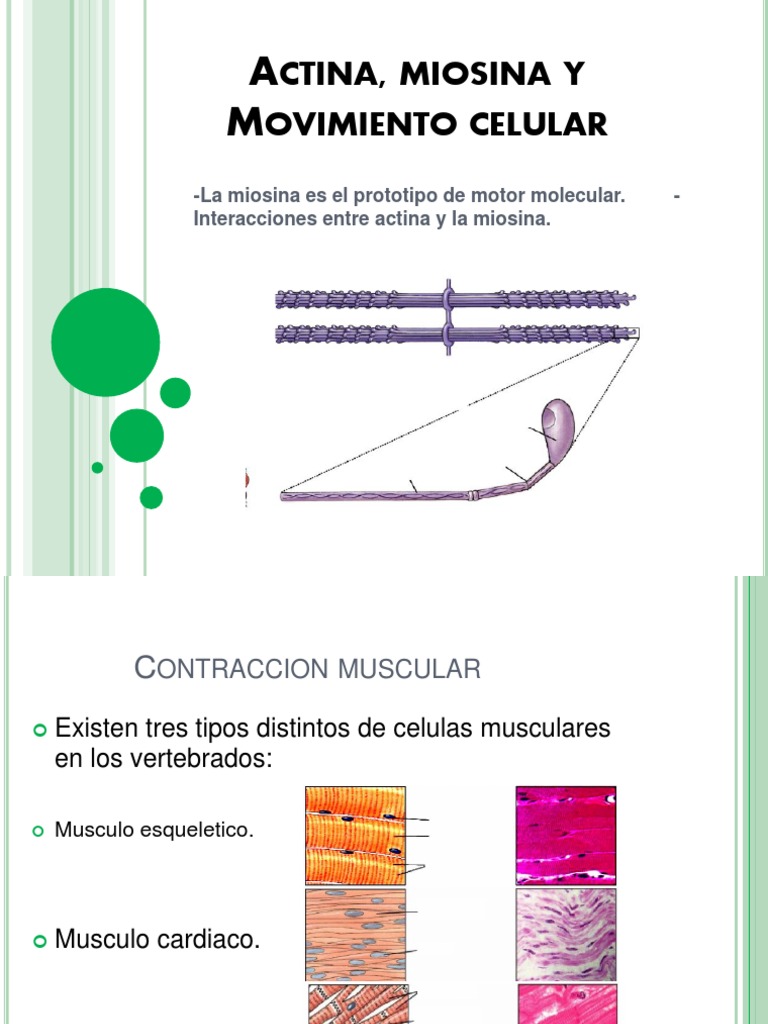 Actina, Miosina y