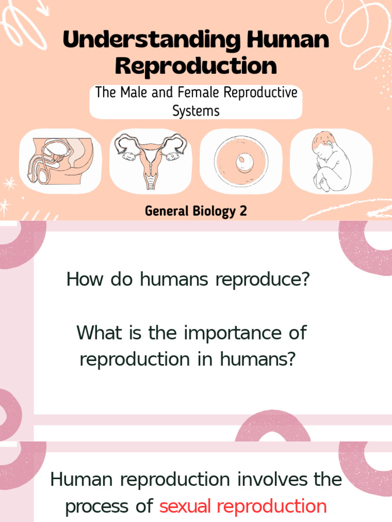 Human Reproduction Process Explained | PDF