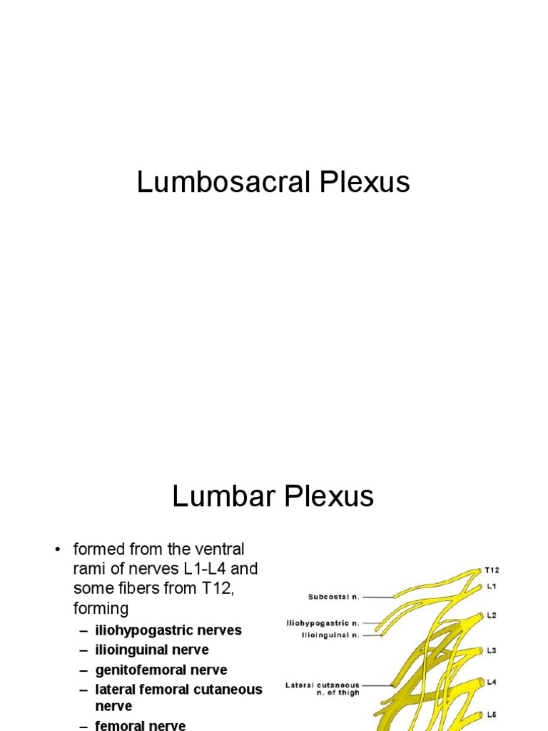 Lumbosacral Plexus | PDF | Human Leg | Lower Limb Anatomy