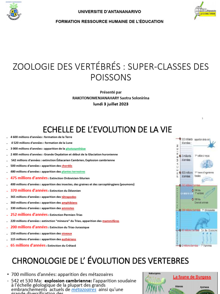 Superclasses des Poissons et Évolution | PDF | Poisson | Vertébrés