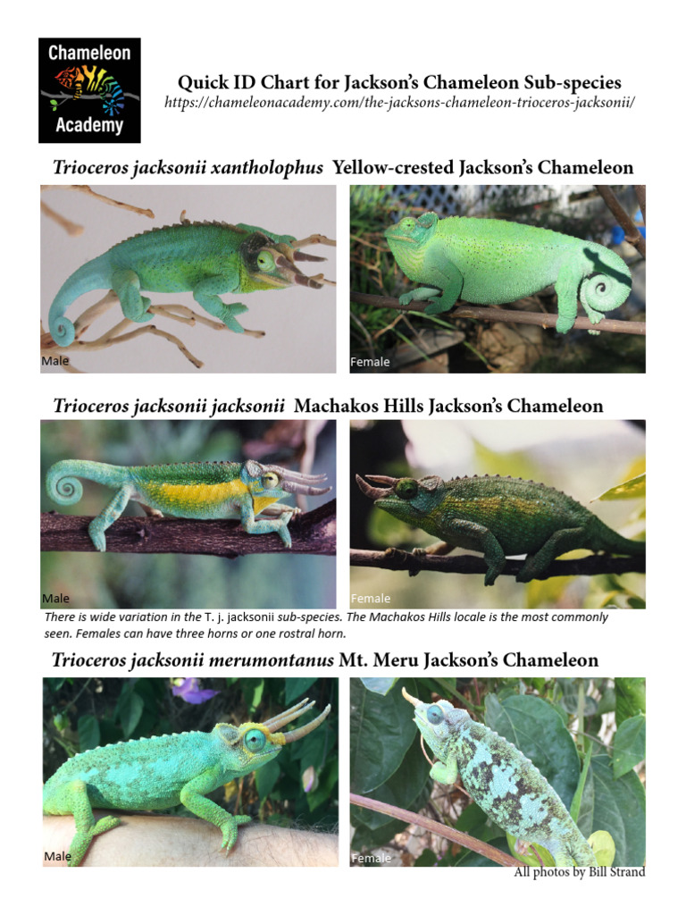 Jacksons Chameleon ID Chart 092020 | PDF