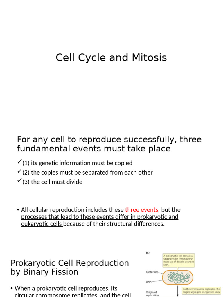 Cell Cycle and Mitosis Overview | PDF | Mitosis | Chromosome