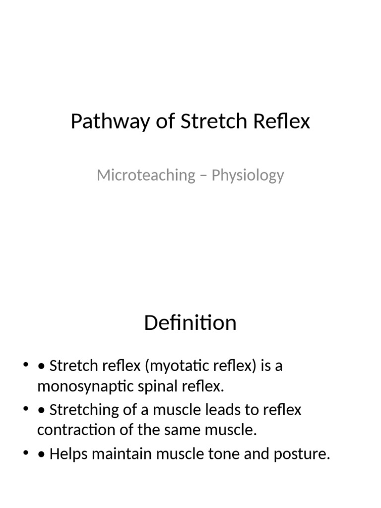 Stretch Reflex Pathway Explained | PDF