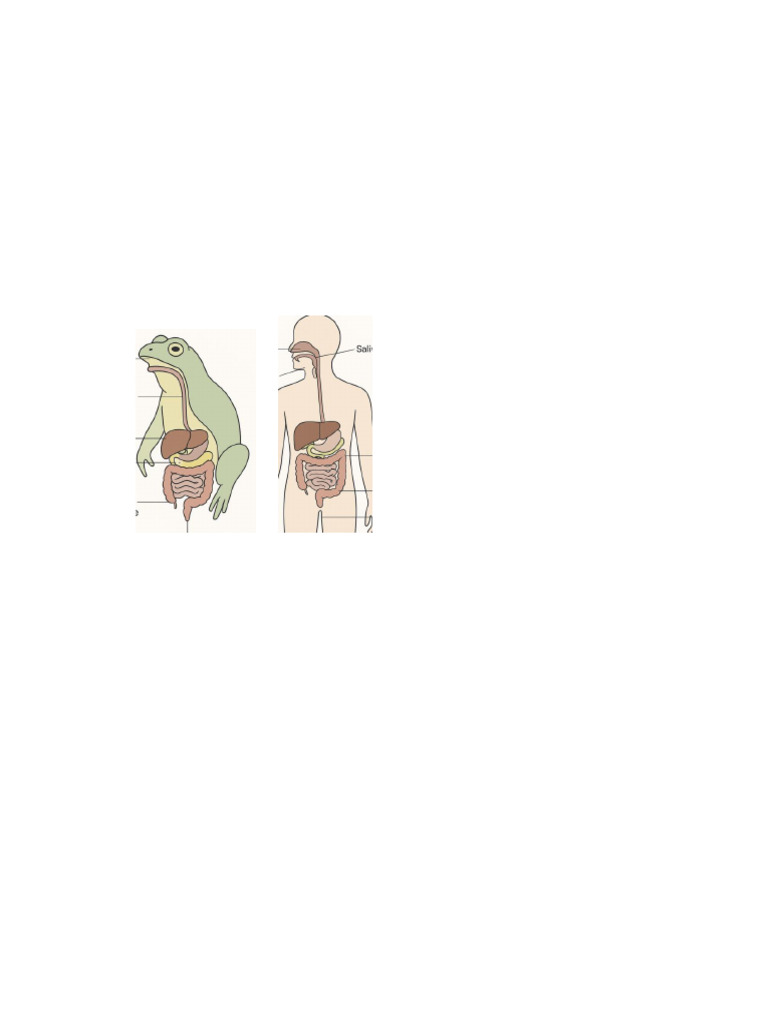 Comparative Anatomy of Frogs and Humans | PDF