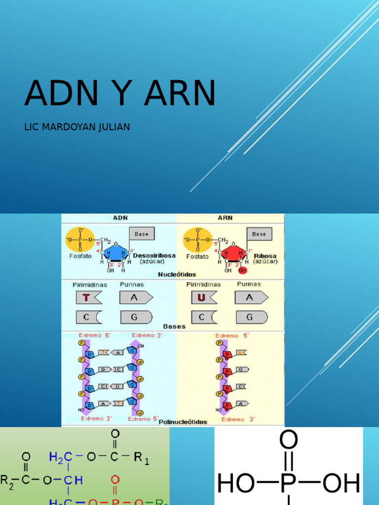 ADN Y ARN | PDF | Mitosis | Mitosis