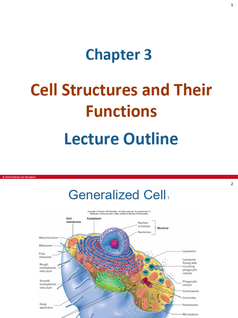 Cell Structures and Functions Overview | PDF | Translation (Biology) | Rna