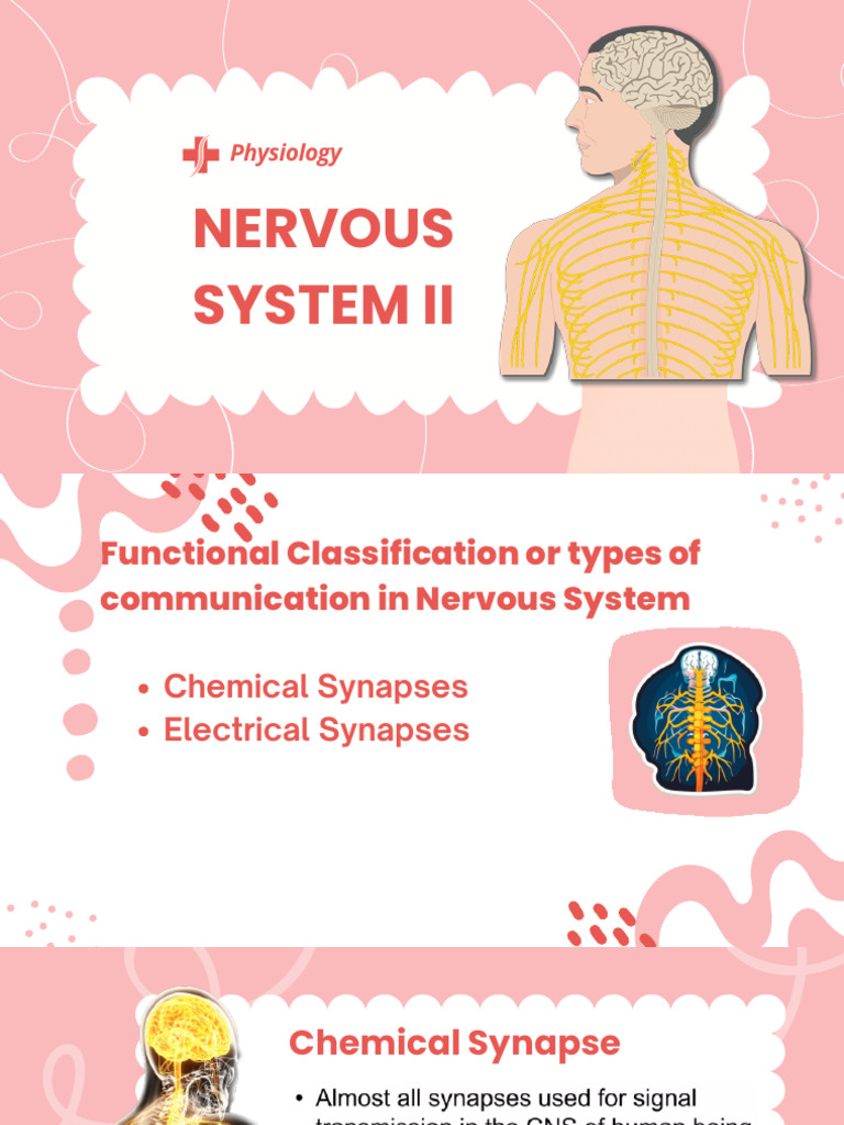 Nervous System Physiology Overview | PDF