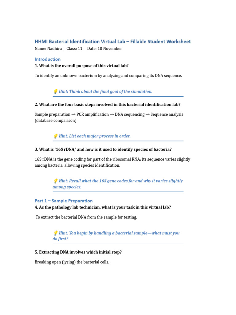 Nadhira Bacterial Identification Lab Fillable Worksheet | PDF | Primer ...