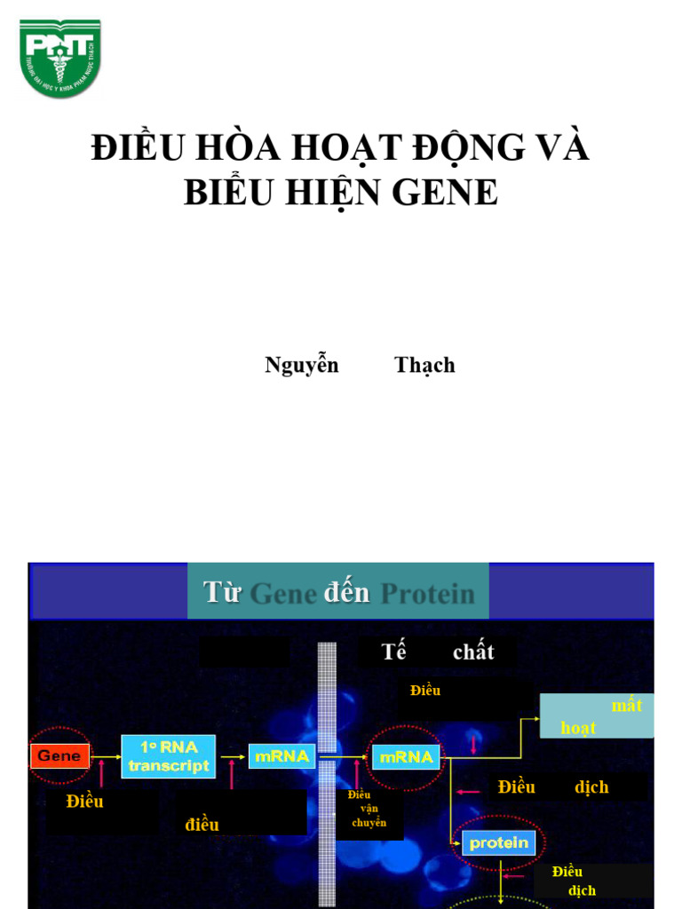6. Dieu Hoa Hoat Dong Va Dieu Hoa Bieu Hien Gene | PDF