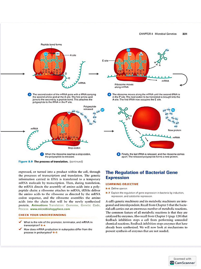 05 L the Regulation of Gene Expression | PDF