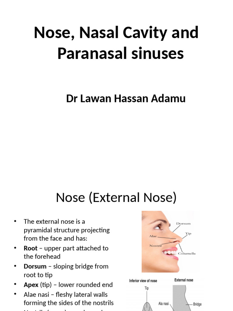 Anatomy and Functions of the Nose | PDF | Human Nose | Human Head And Neck