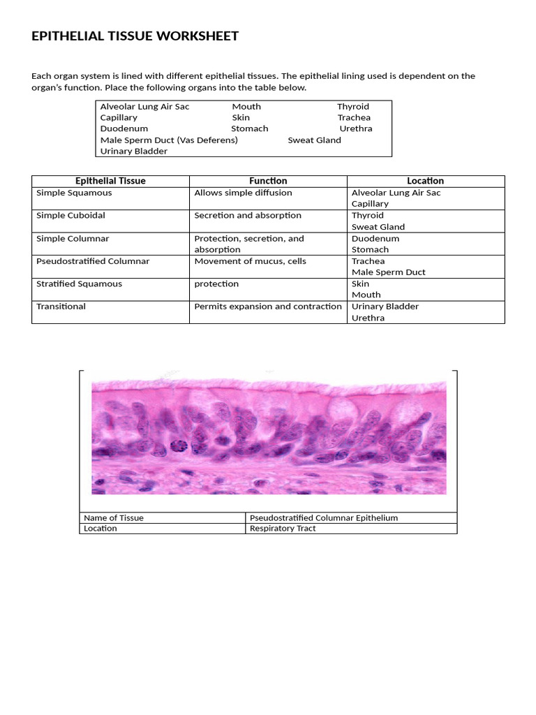 Epithelial Tissue Worksheet | PDF