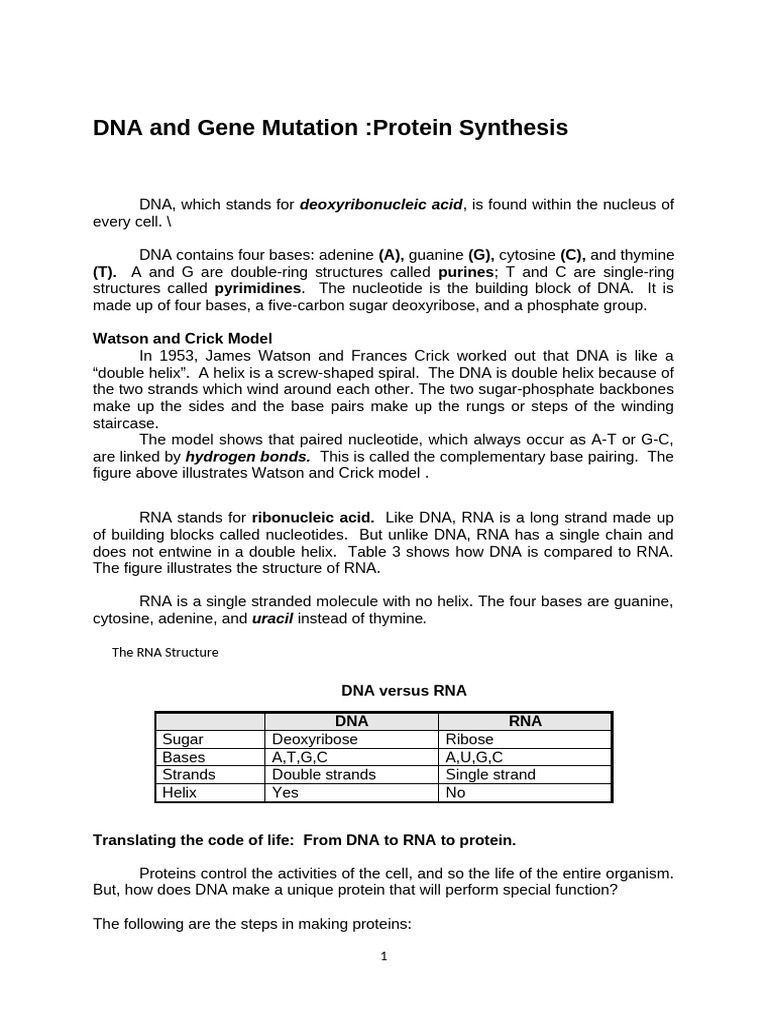 DNA and Gene Mutation Activity | PDF | Translation (Biology) | Rna