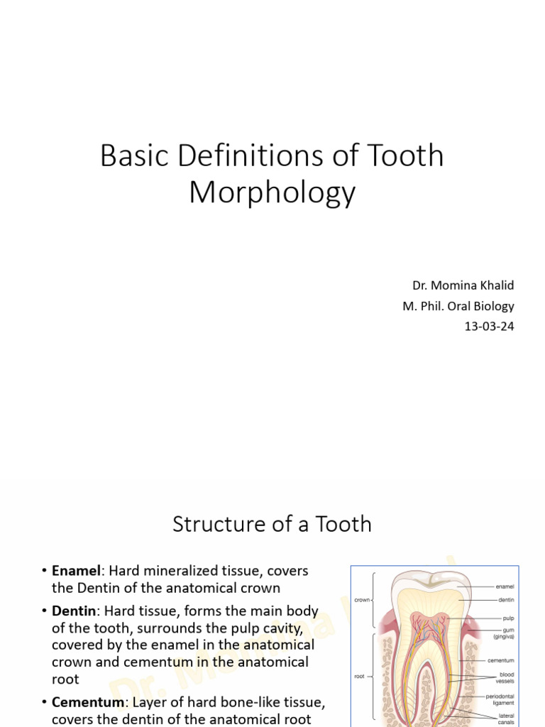 Basic Definitions of Tooth Morphology | PDF | Dental Anatomy | Human Tooth