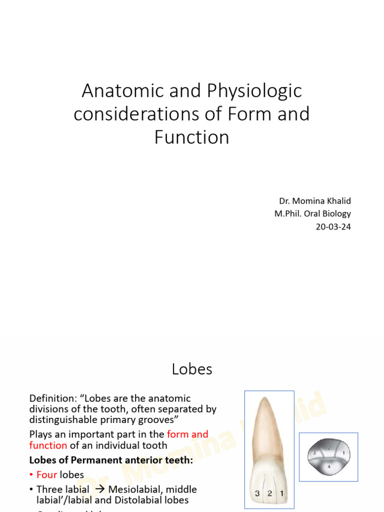 Physiological and Anatomic Considerations of Teeth | PDF | Dental ...