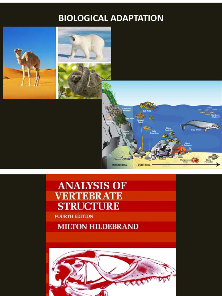 2 Structural Adaptation | PDF