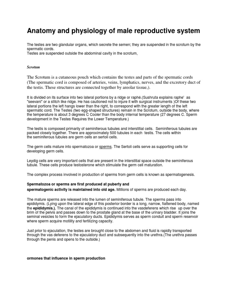 Anatomy and Physiology of Male Reproductive System | PDF | Luteinizing ...