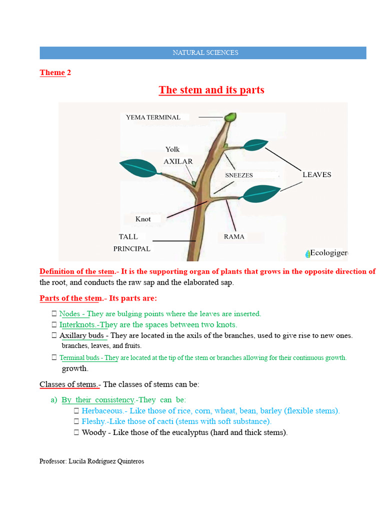 Topic 2 - The Stem and Its Parts | PDF | Plant Stem | Plants